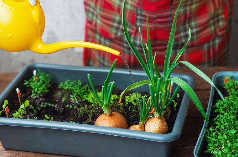 indoor vegetable garden setup
